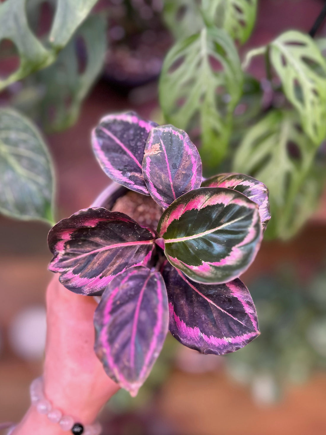 Calathea Red Mojo – Florantinas