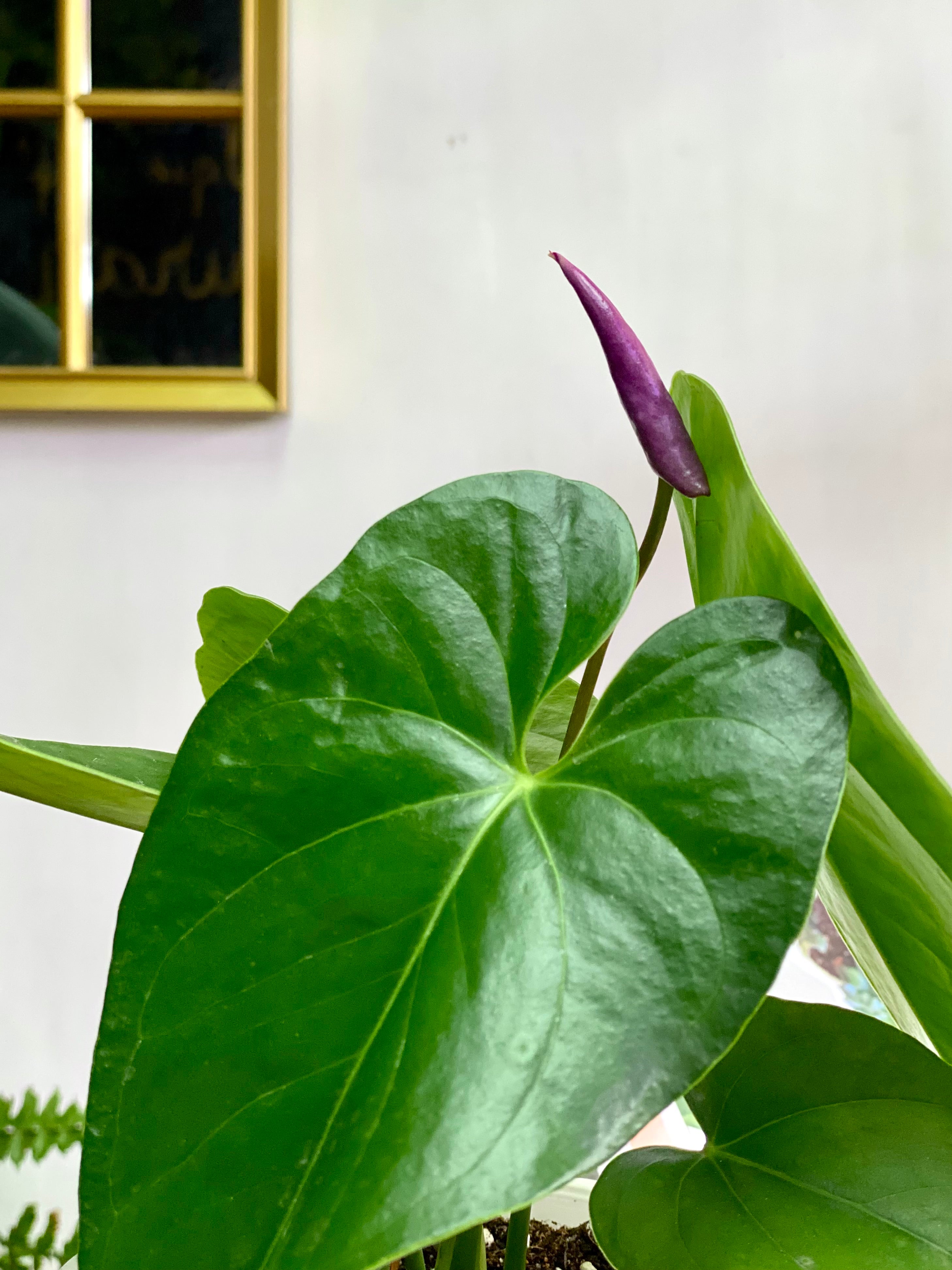 Florantinas Plantas y Accesorios